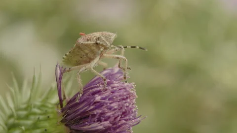 Spear thistle plant and hairy shield bug... | Stock Video | Pond5