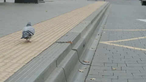 Bus Stops That Stock Videos – Royalty-Free HD & 4K Videos | Pond5