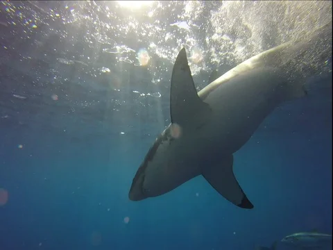 Spectacular Great White Shark nosing bai... | Stock Video | Pond5
