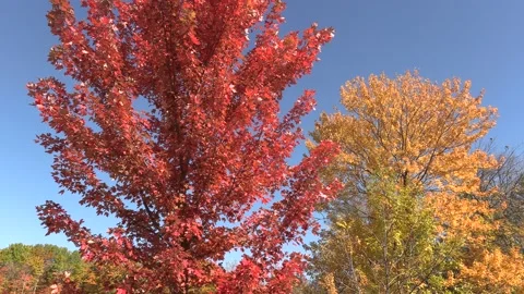 Spectacular vibrant red and yellow fall ... | Stock Video | Pond5