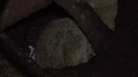 Our Baby J Stock Videos – Royalty-Free HD & 4K Videos