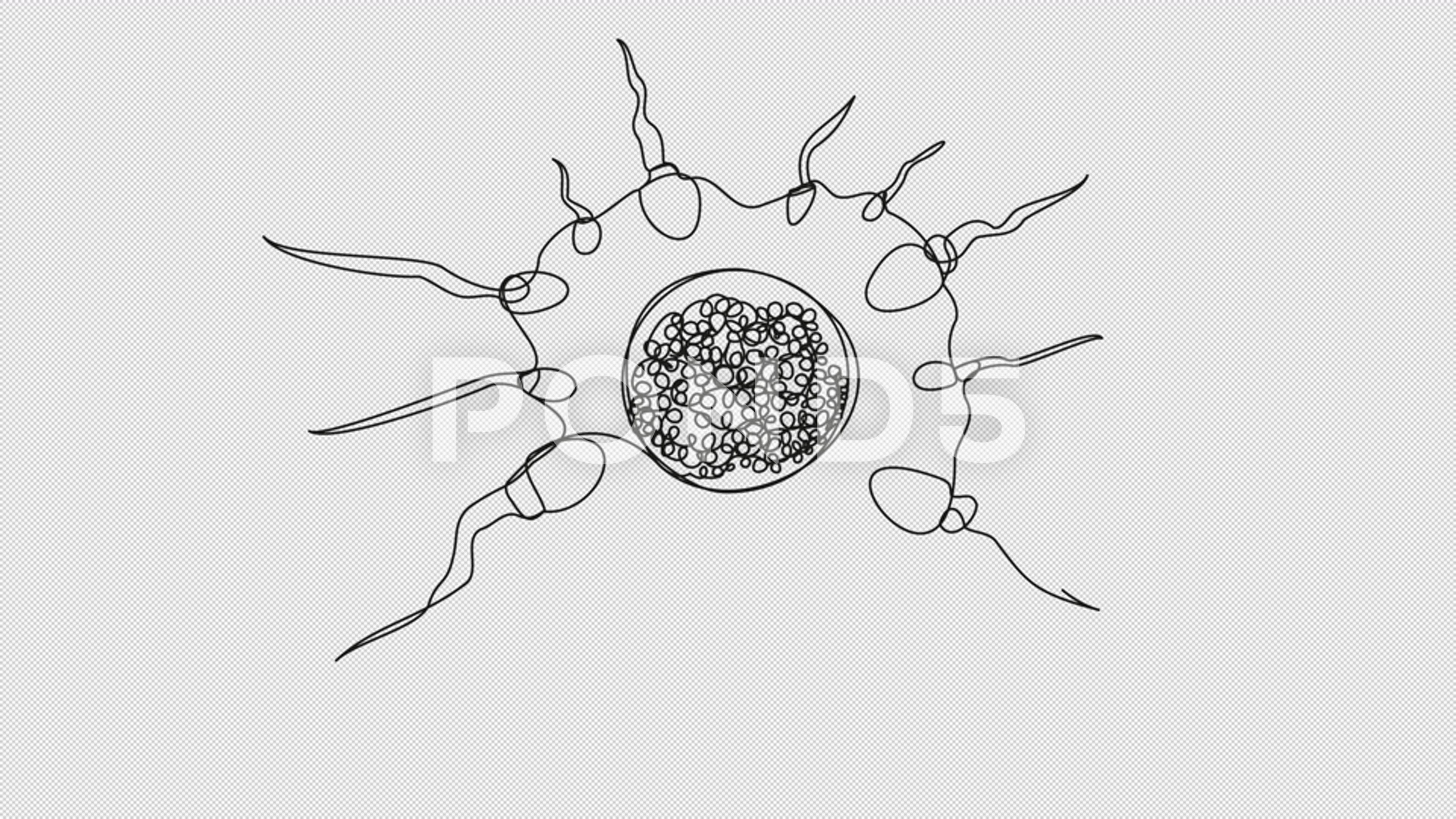 Sperm And Egg Drawing