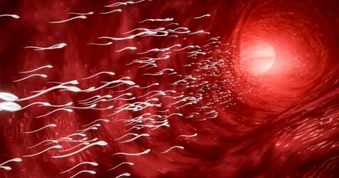 Human Mating Stock Video Footage | Royalty Free Human Mating Videos | Pond5