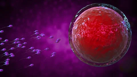 Sperm fertilize with ovum. Fertilization... | Stock Video | Pond5