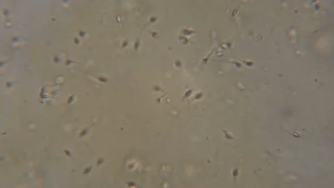 Humans Mating Videos Stock Videos – Royalty-Free HD & 4K Videos