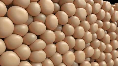 Adipose Tissue Stock Footage ~ Royalty Free Stock Videos | Pond5