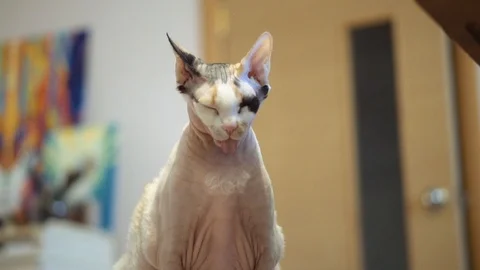 Sphynx cat old cat fat cat | Stock Video | Pond5