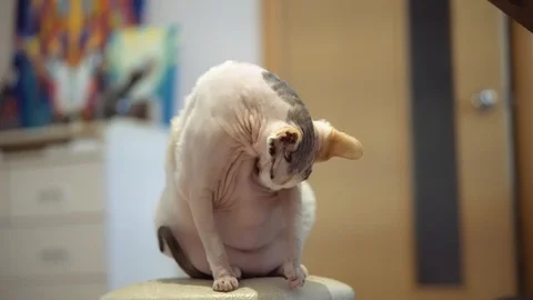 Sphynx cat old cat fat cat | Stock Video | Pond5