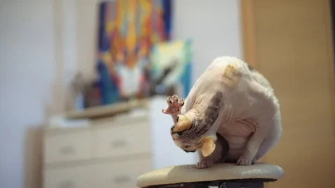 Sphynx cat old cat fat cat | Stock Video | Pond5
