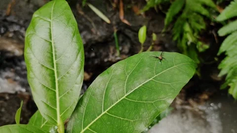 Spider and septica ficus in nature river... | Stock Video | Pond5