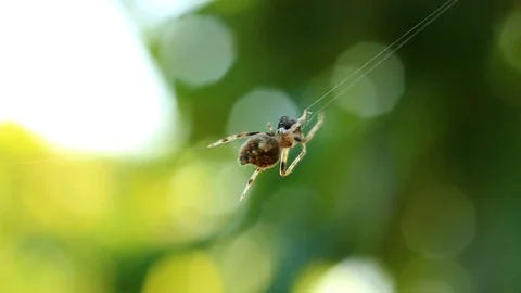 Spider climbing and spinning web in t... | Stock Video | Pond5