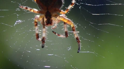 Spider on cobweb. Araneae (spiders) is t... | Stock Video | Pond5