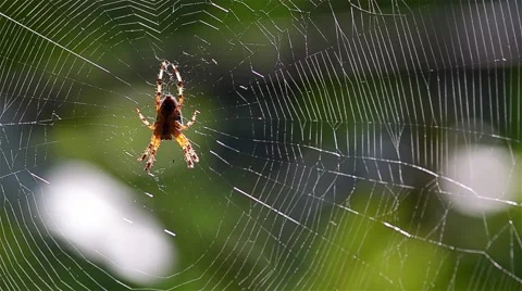 Spider on cobweb. Araneae (spiders) is t... | Stock Video | Pond5
