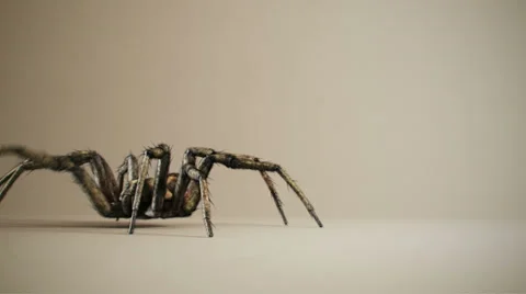 Spider crawling down scary realistic tar... | Stock Video | Pond5
