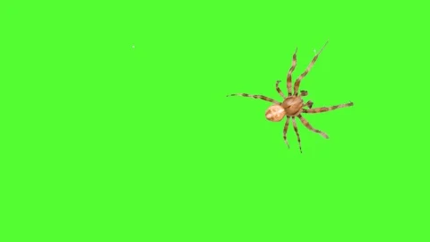 Spider crawls on the screen on a green b... | Stock Video | Pond5