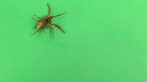 Spider dying from repellents on green ba... | Stock Video | Pond5
