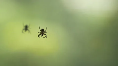 The Spider Eating Its Prey On Its Web Wi... | Stock Video | Pond5