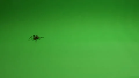 Spider on Green Screen Chroma Key Pt4 of... | Stock Video | Pond5