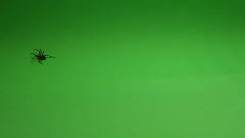 Spider Green Green Screen Stock Video Footage | Royalty Free Spider ...