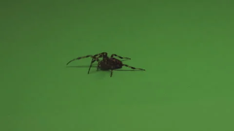 Spider on Green Screen Chroma Key Pt17 o... | Stock Video | Pond5