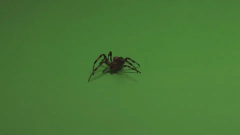 Spider on Green Screen Chroma Key Pt21 o... | Stock Video | Pond5