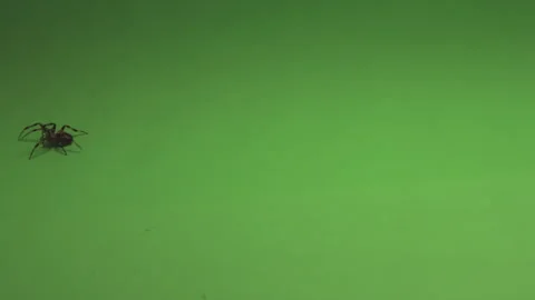 Spider on Green Screen Chroma Key Pt27 o... | Stock Video | Pond5