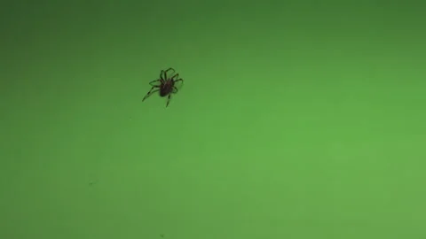 Spider on Green Screen Chroma Key Pt31 o... | Stock Video | Pond5