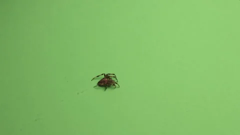 Spider on Green Screen Chroma Key Pt51 o... | Stock Video | Pond5