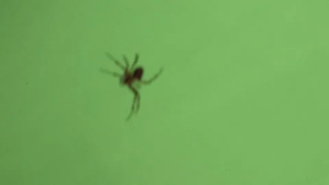 Spider Green Green Screen Stock Video Footage | Royalty Free Spider ...