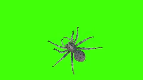 Spider Green Screen Walks on the Wall Re... | Stock Video | Pond5