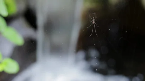 Spider hanging on web with blurry water ... | Stock Video | Pond5