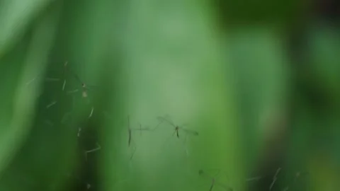 Spider Videos For Stock Videos – Royalty-Free HD & 4K Videos