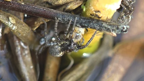 Spider holds in jaws of caught worm. Run... | Stock Video | Pond5