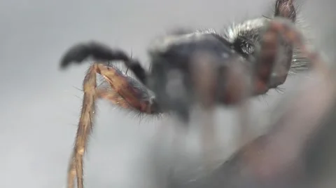 Spider insect macro ready to attack on g... | Stock Video | Pond5