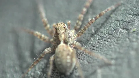 Spider insect macro ready to attack on g... | Stock Video | Pond5