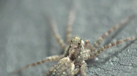 Spider insect macro ready to attack on g... | Stock Video | Pond5