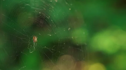 Spider in its web in complicated network... | Stock Video | Pond5