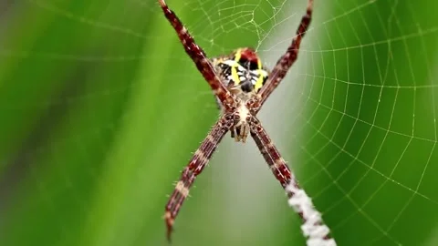 A spider with its web on a yellow iris p... | Stock Video | Pond5