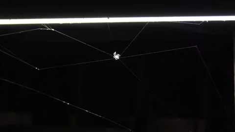 Spider Web Time Lapse Stock Videos – Royalty-Free HD & 4K Videos | Pond5