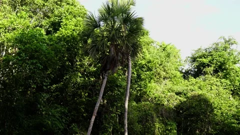 Spider Monkey Climbing A Tree In Mexican... | Stock Video | Pond5