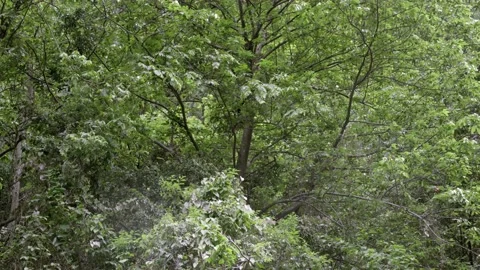 A spider monkey is climbing a tree in th... | Stock Video | Pond5