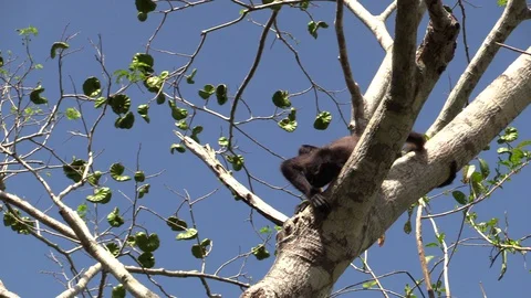 Spider Monkey Stock Video Footage | Royalty Free Spider Monkey Videos ...