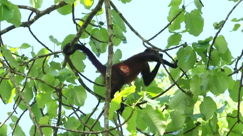 spider monkey in a fig tree picks and ea... | Stock Video | Pond5