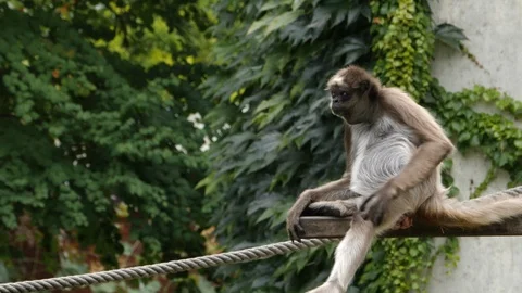 Spider monkey scratching its leg 4K | Stock Video | Pond5