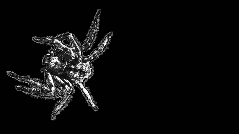 Spider moving animation | Stock Video | Pond5