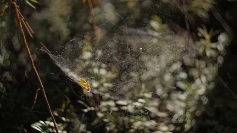 Spider net on sticks in a forest huge ho... | Stock Video | Pond5