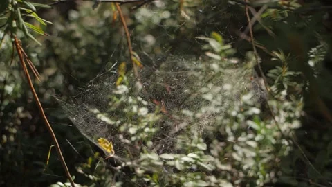 Spider net on sticks in a forest huge ho... | Stock Video | Pond5