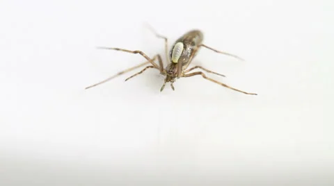 Spider with parasite larva | Stock Video | Pond5