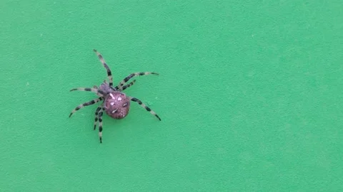 Spider Green Screen Stock Footage ~ Royalty Free Stock Videos | Pond5
