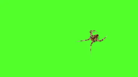 Spider runs on the screen on a green bac... | Stock Video | Pond5